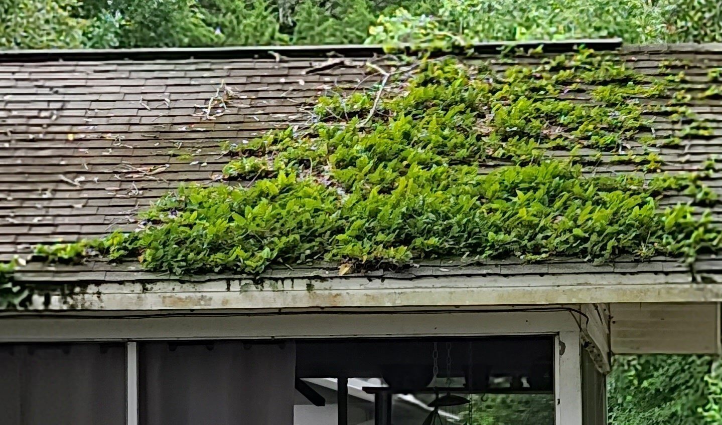 Tree Trimming Tip: Remove Limbs Over Your Roof