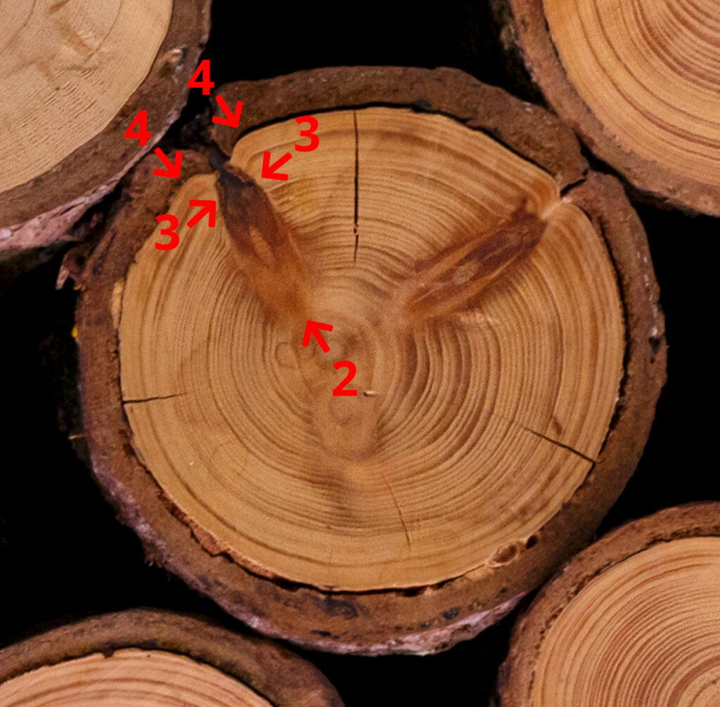 CODIT: How Trees Defend Themselves - Dusty's Tree Service